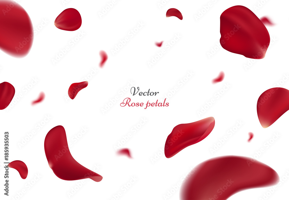 Falling red rose petals isolated on white background. Vector ...
