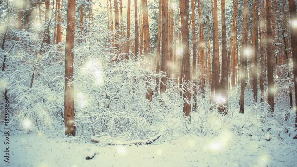 Tree pine spruce in magic forest winter with falling snow snowfall ...