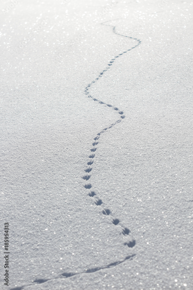 Crow Tracks In Snow