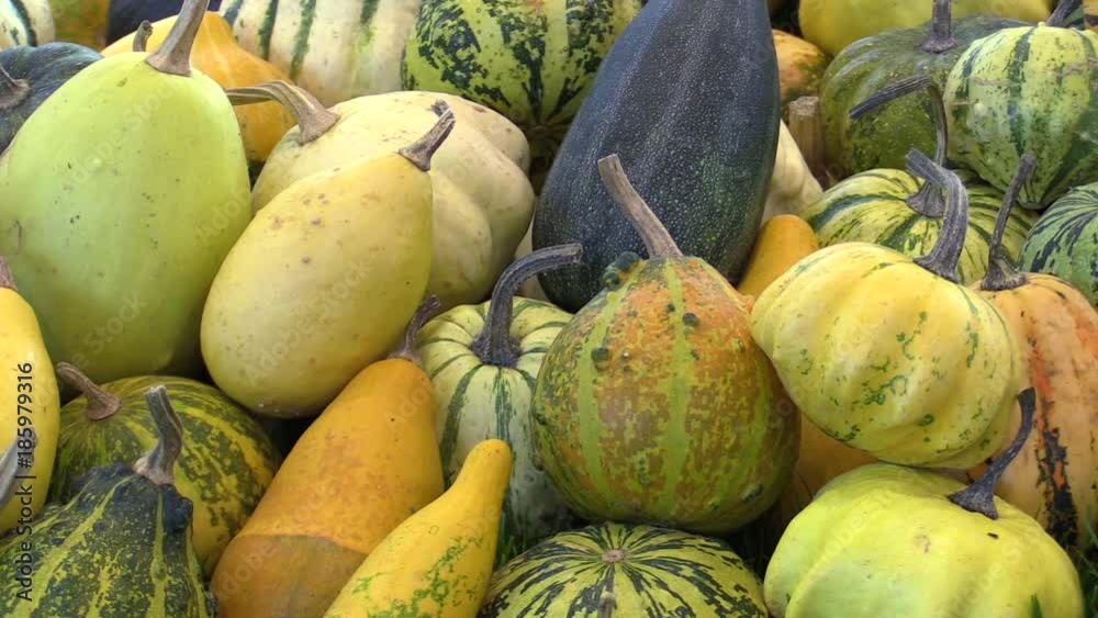 Market with fresh pumpkins, gourds and courgettes Cucurbita pepo ...