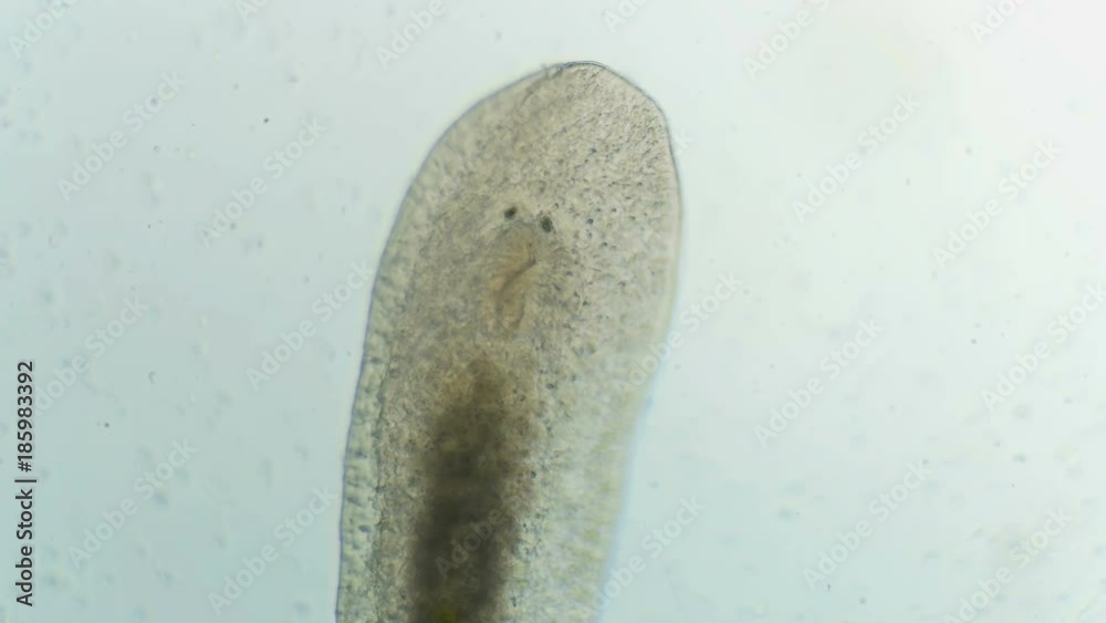 transparent microorganism under the microscope, with internal organs ...