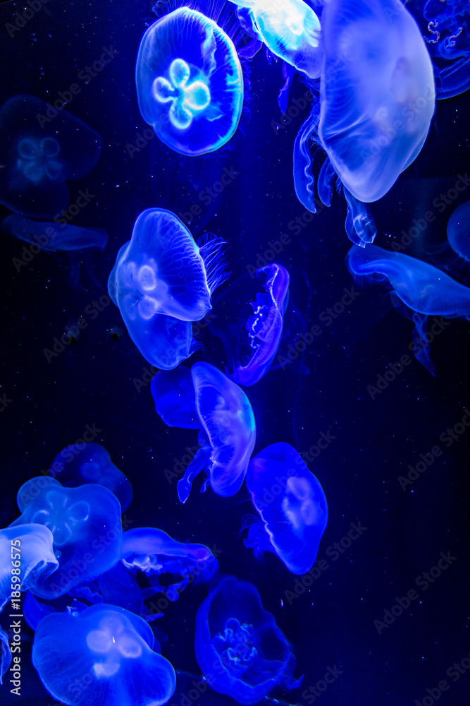 Quallen im Aquarium Stock Photo | Adobe Stock