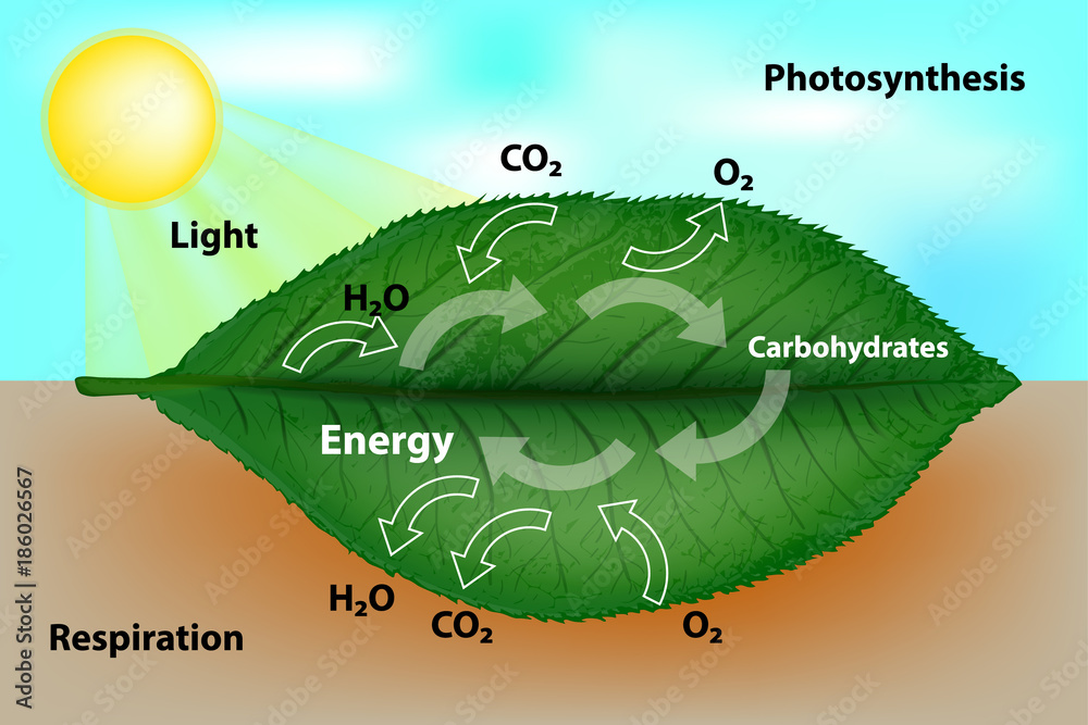 Photosynthesis and cellular respiration Stock Vector | Adobe Stock
