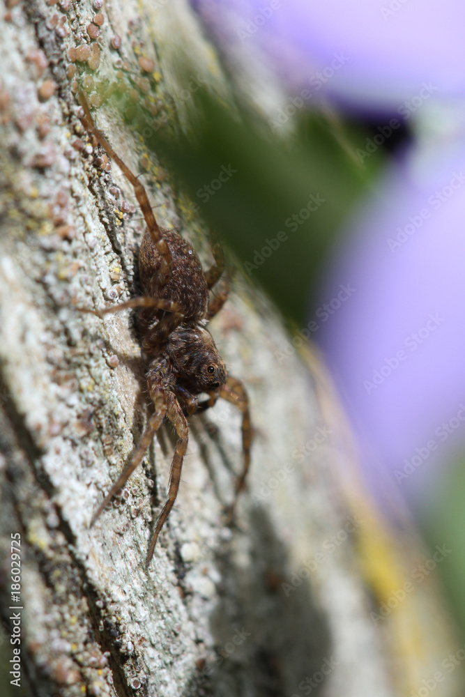 Brown spider in a tree macro photography foto de Stock | Adobe Stock