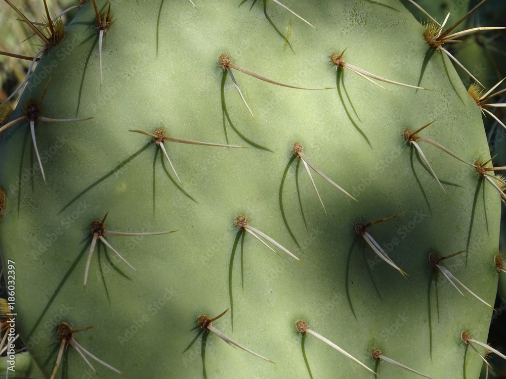 Desert Cactus Cacti Spines and Spikes Close Up Detail Stock Photo ...