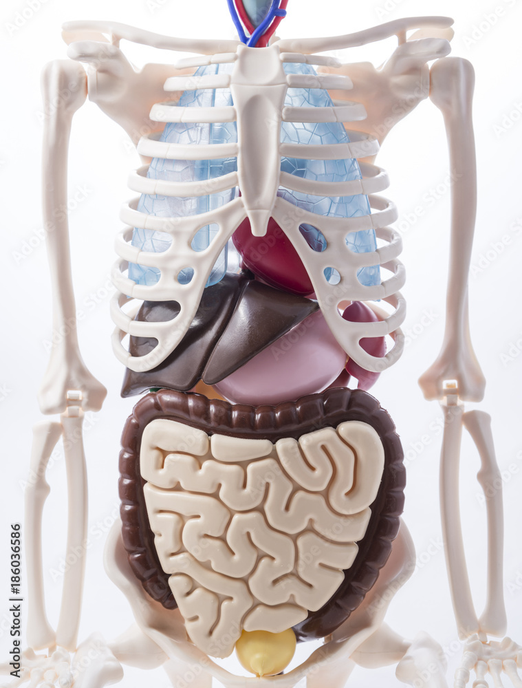 anatomical model of a human skeleton and internal organs on a white ...