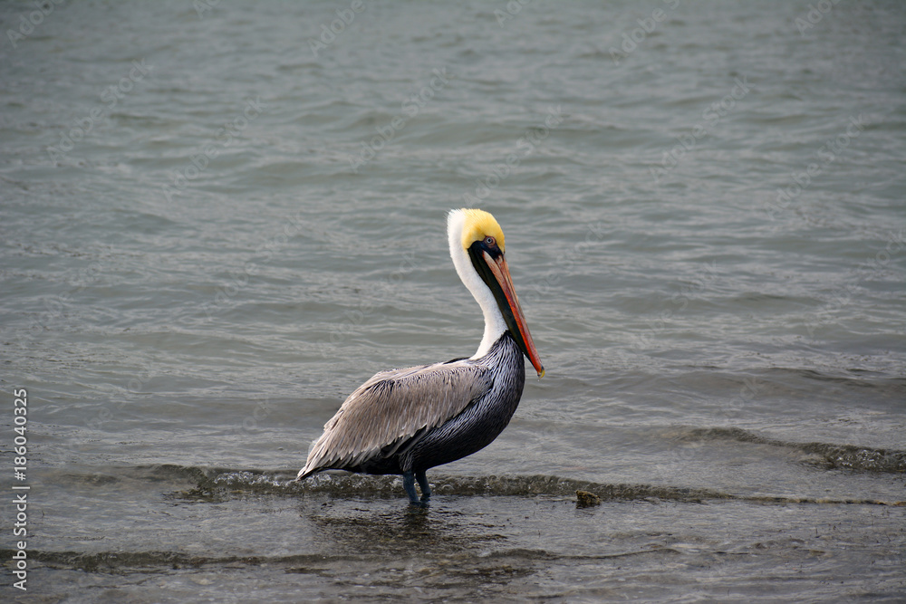 Pelican Profile/Side view of brown pelican in mating plumage standing ...