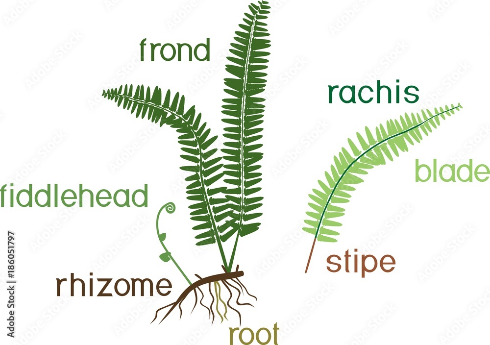 Parts Of A Fern