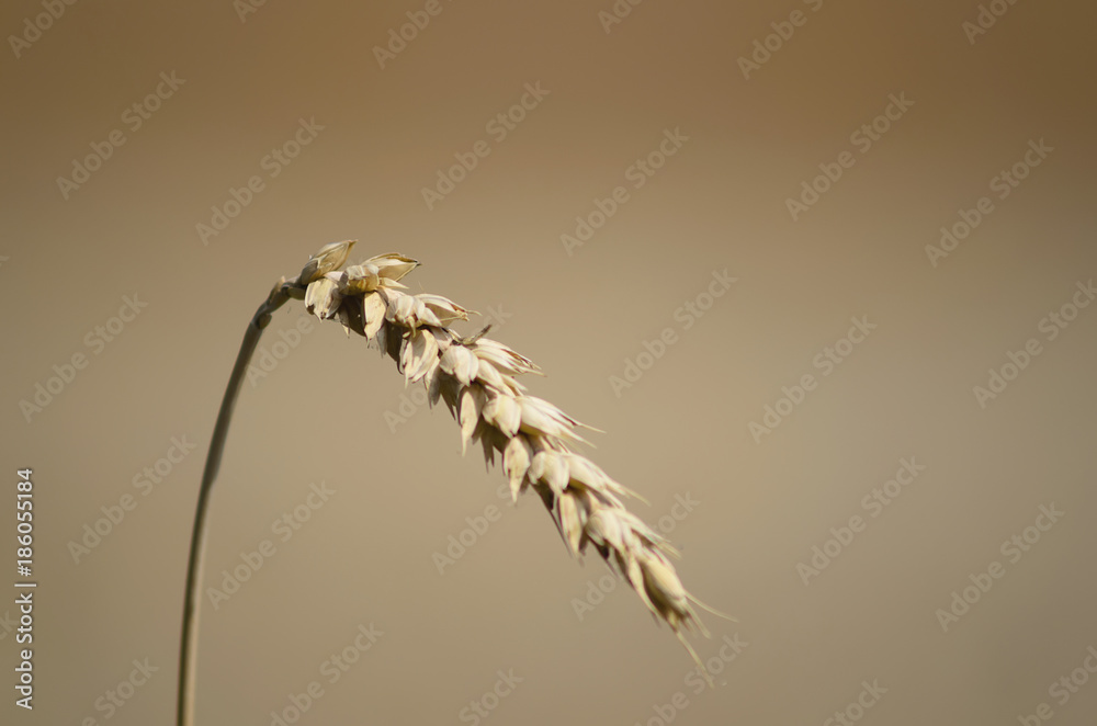 Wheat ear, leaning under the weight of ripening grain. Ripened grain ...