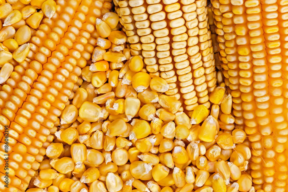 Corn texture. Yellow corns as background. Corn vegetable pattern ...