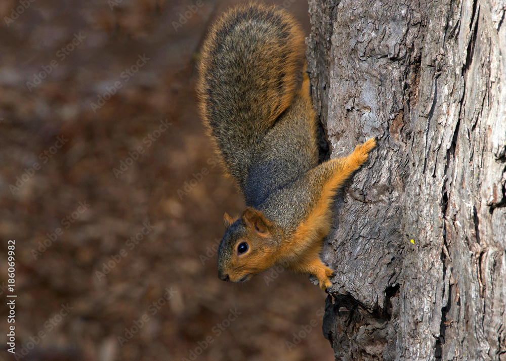 American Fox Squirrel