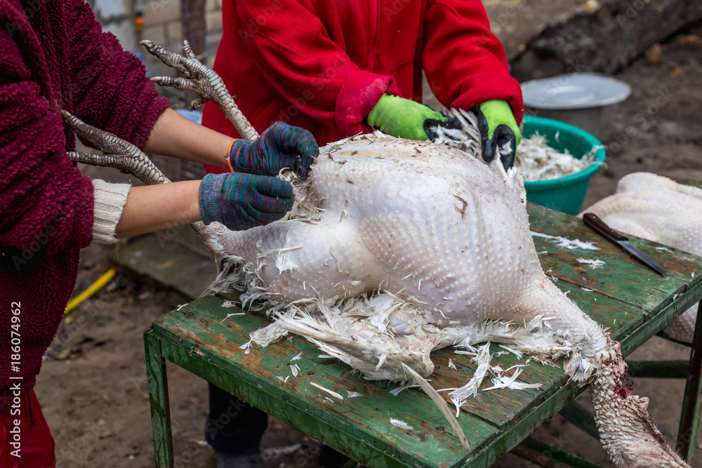 The process of removing feathers from a dead turkey. Slaughter and ...