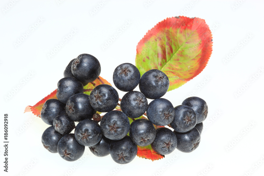 Aroniabeeren Stock-Foto | Adobe Stock