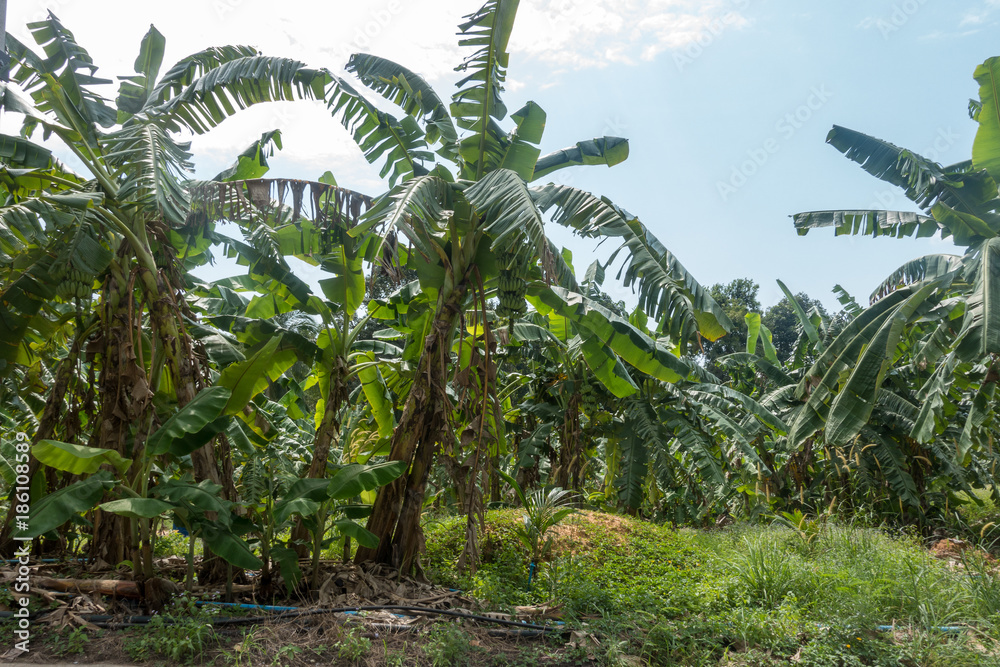 Giant Banana Plant