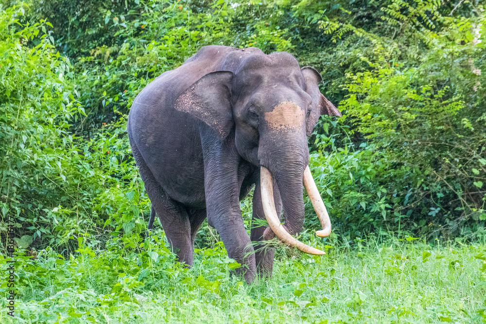 Indian elephant Stock Photo | Adobe Stock