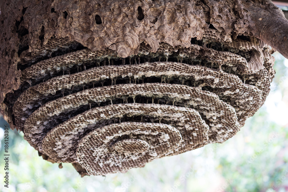 Close up image of the inside of a wasps nest with wasps Stock Photo | Adobe Stock