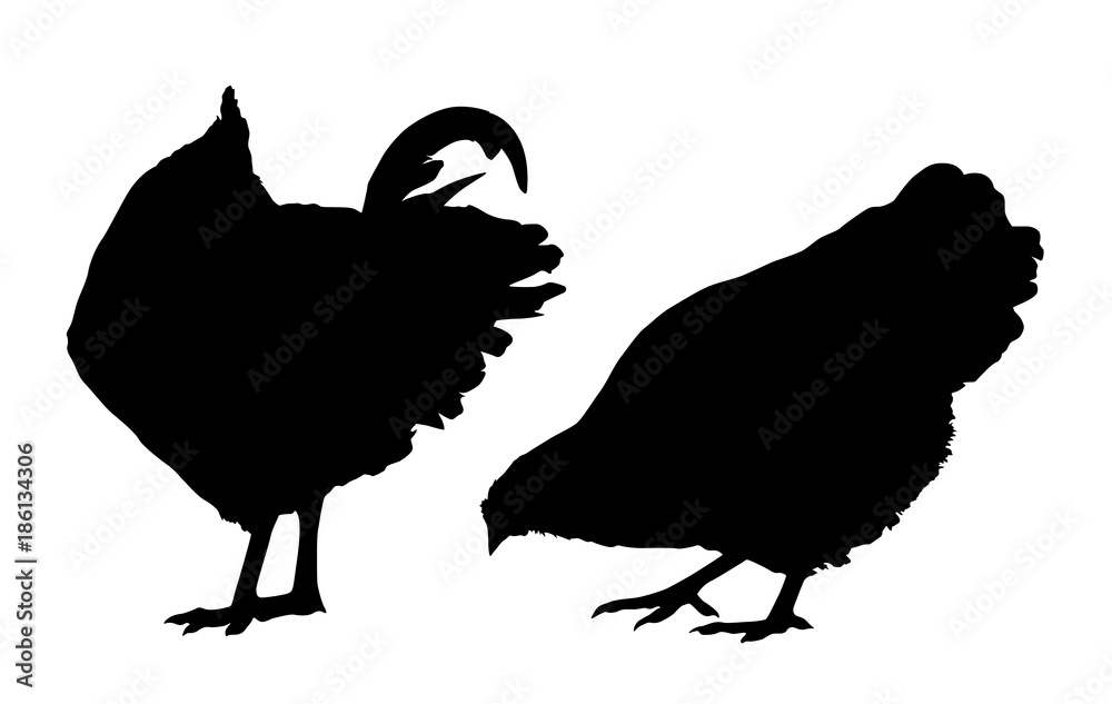 Vector silhouette of standing hen and rooster isolated on white ...