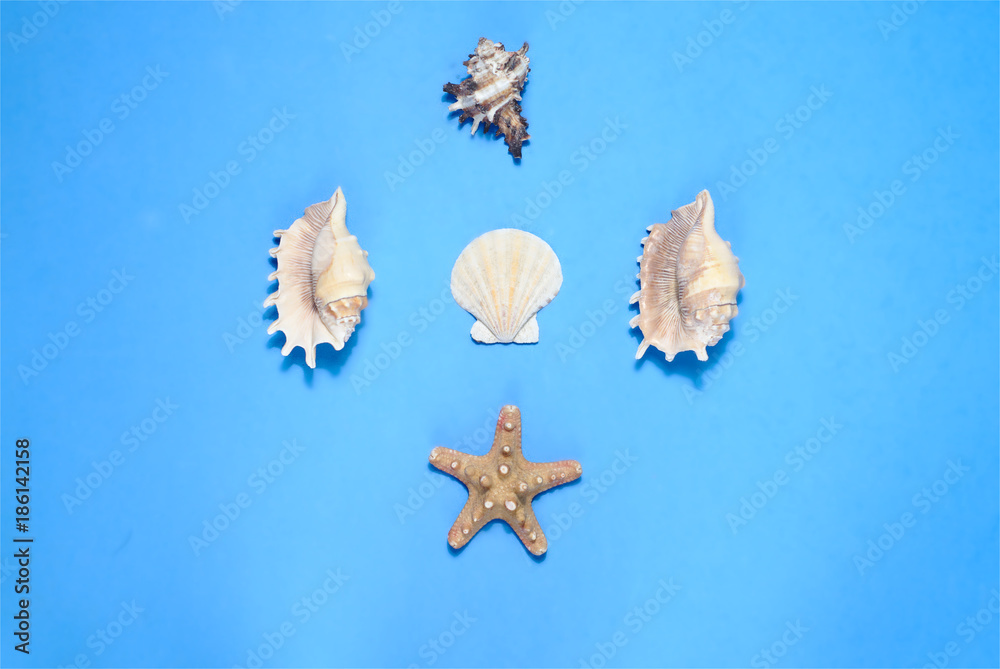 Colección de diferentes conchas de mar sobre un fondo azul Stock Photo ...