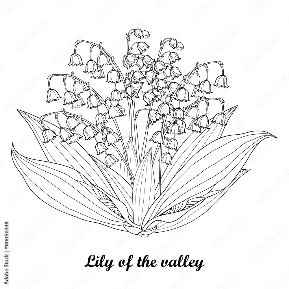 Vector bouquet with outline Lily of the valley or Convallaria flower ...