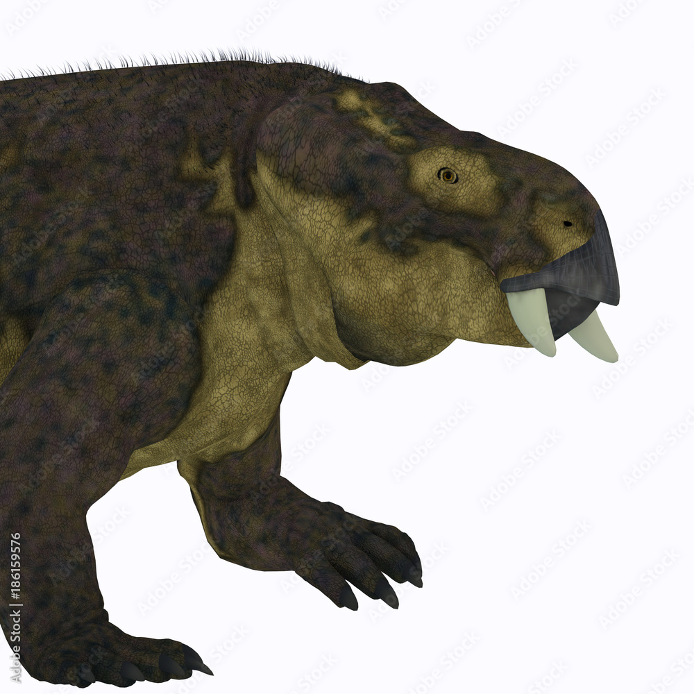 Placerias Dinosaur Head - Placerias was a herbivorous dicynodont ...