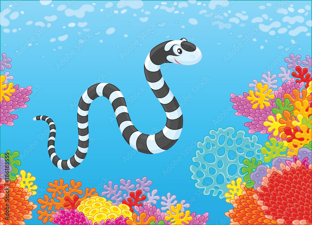 Black and white striped sea snake swimming over a colorful coral reef ...
