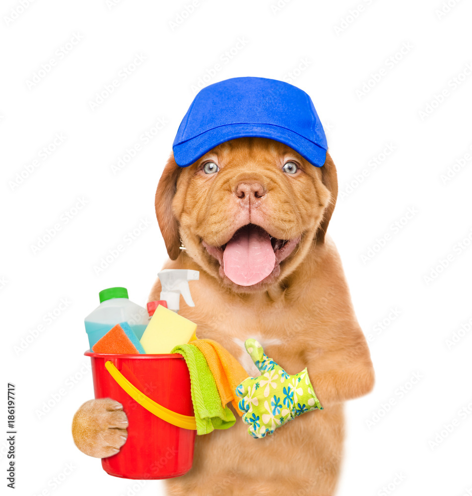 Cleaning concept. Puppy in blue hat holds bucket with washing fluids ...