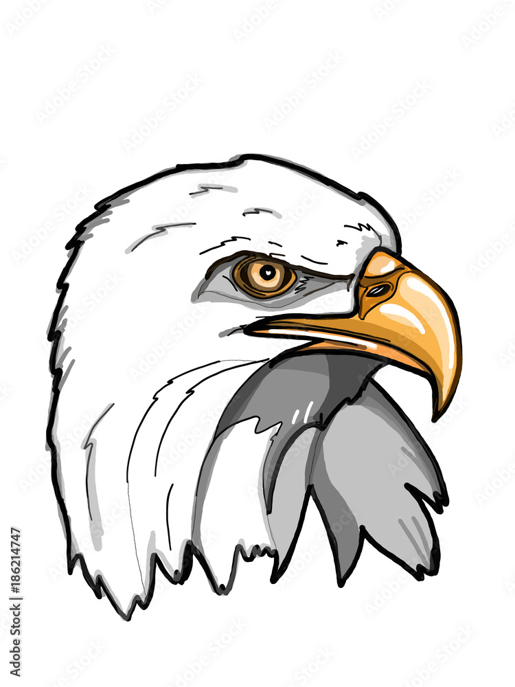 eagle portrait realistic illustration drawing white background Stock ...