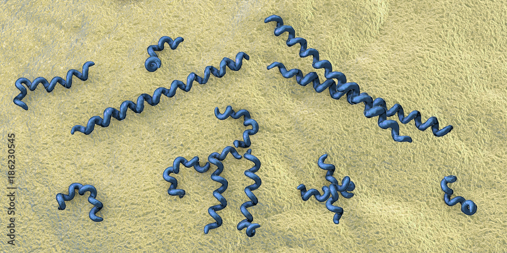 Treponema Pallidum Under Microscope