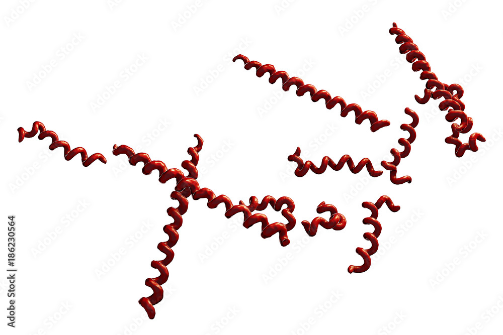 Syphilis bacteria Treponema pallidum isolated on white background, 3D ...