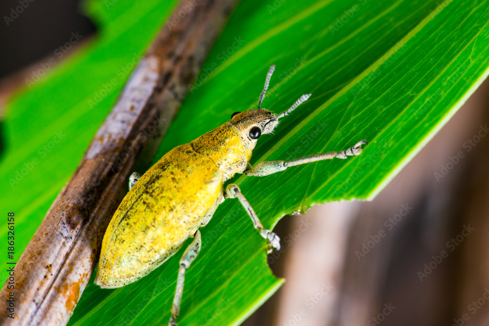 Male Gold Dust Weevil (Arthropoda: Insecta: Coleoptera: Curculionidae ...