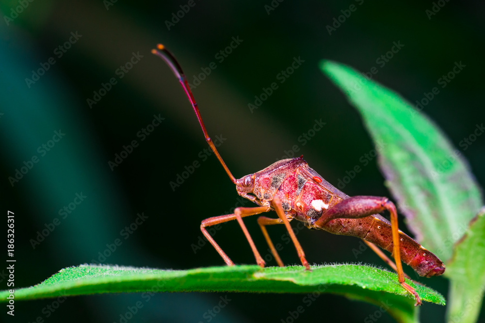 Stink, Florida Leaf-footed Bug (Arthropoda: Insecta: Hemiptera ...