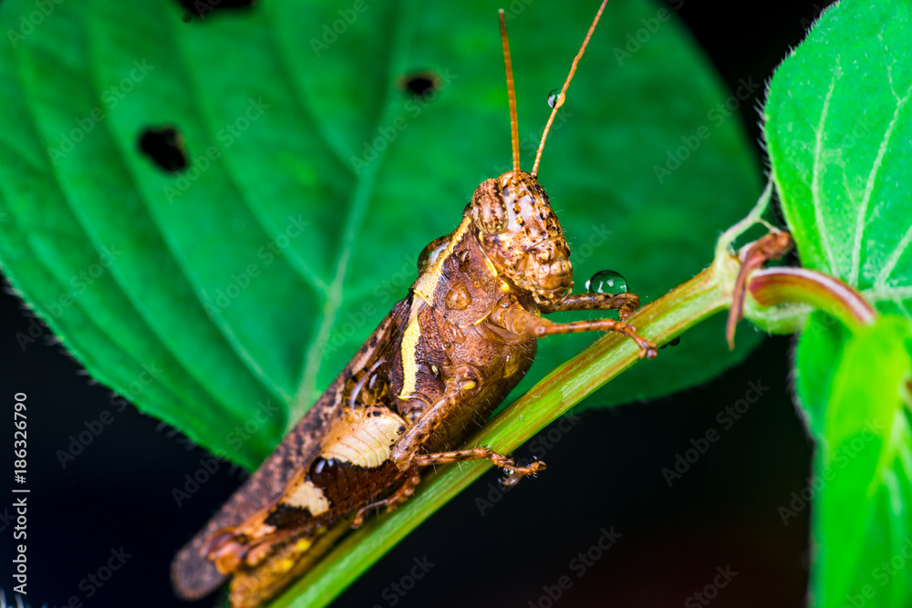 Orthoptera Acrididae