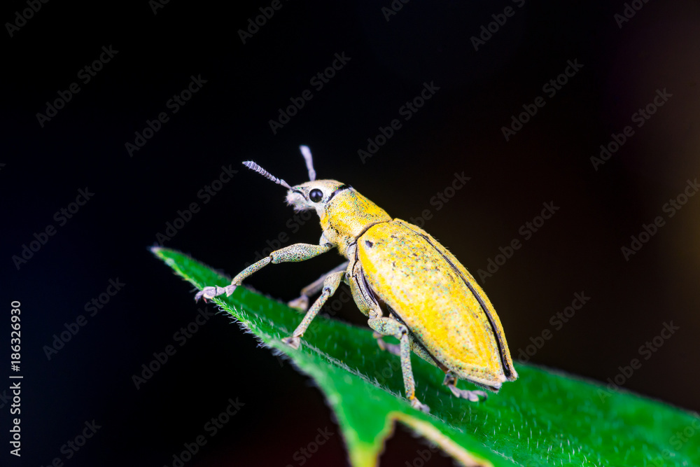 Blurry female Gold Dust Weevil (Coleoptera: Curculionidae: Entiminae ...