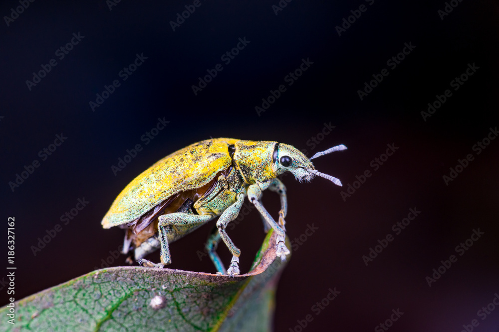Blurry female Gold Dust Weevil (Arthropoda: Insecta: Coleoptera ...