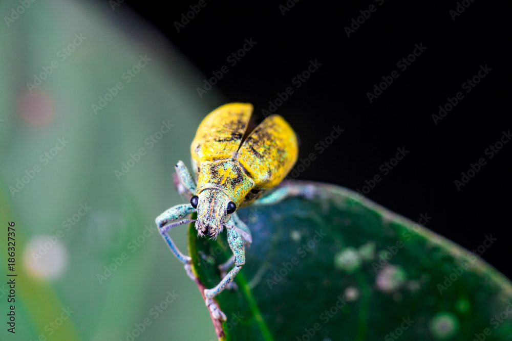 Blurry female Gold Dust Weevil (Arthropoda: Insecta: Coleoptera ...