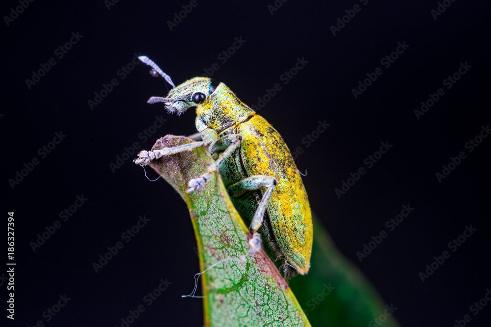 Female Gold Dust Weevil (Arthropoda: Insecta: Coleoptera: Curculionidae ...