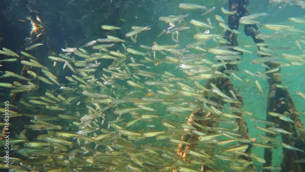School of juvenile fish underwater in the mangrove, Caribbean sea ...
