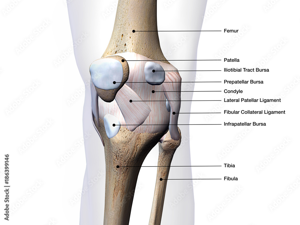 Knee Joint Bone and Connective Tissue Labeled on White Stock ...
