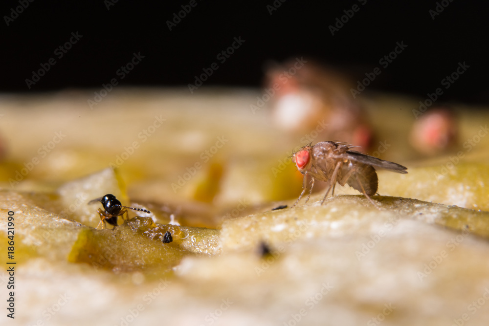 Drosophila melanogaster(Fruit Fly) Stock Photo | Adobe Stock