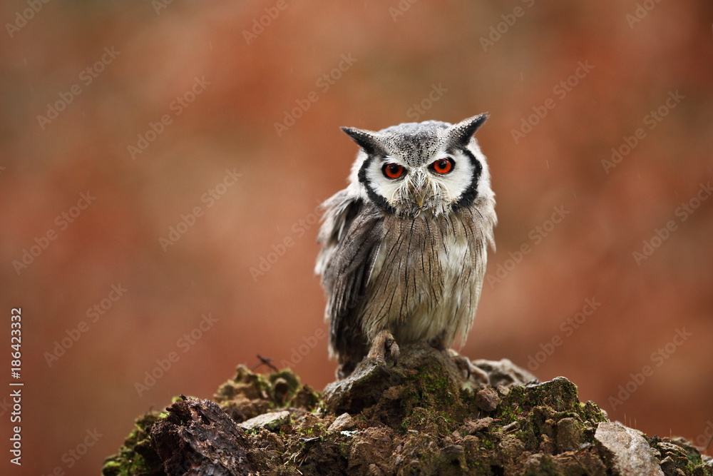 Southern White-faced Owl. Ptilopsis grants. African owl. Owl lives on ...