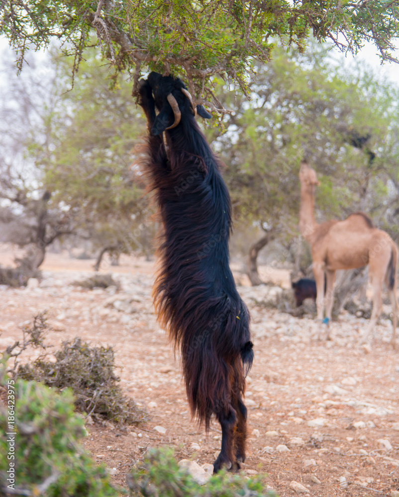 Moroccan goats, camel climb in the argan trees which you should ...