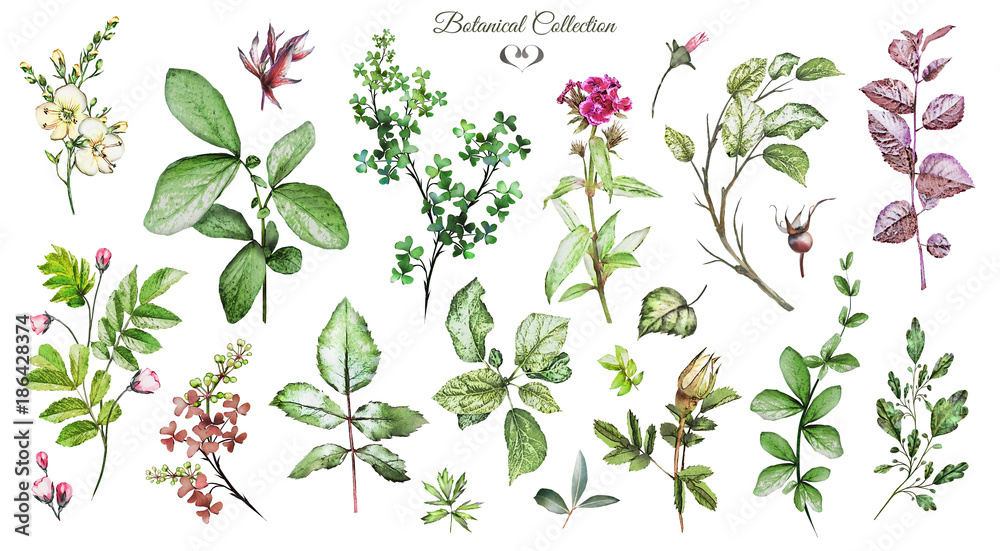 Big Set watercolor elements - wildflowers, herbs, leaf. collection ...