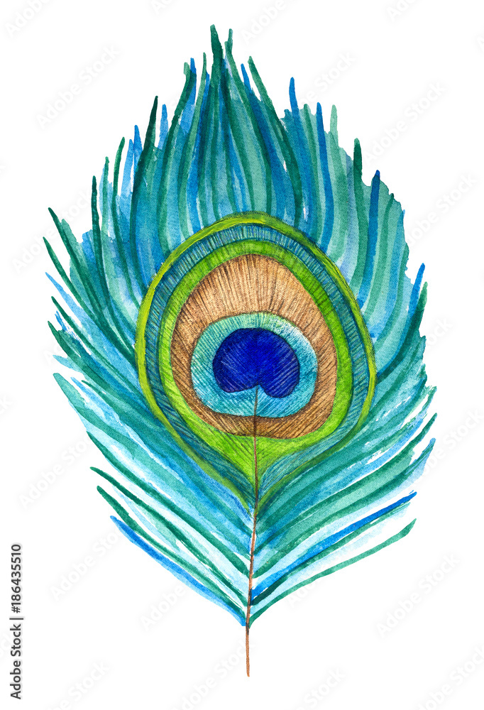 Single Peacock Feather Background