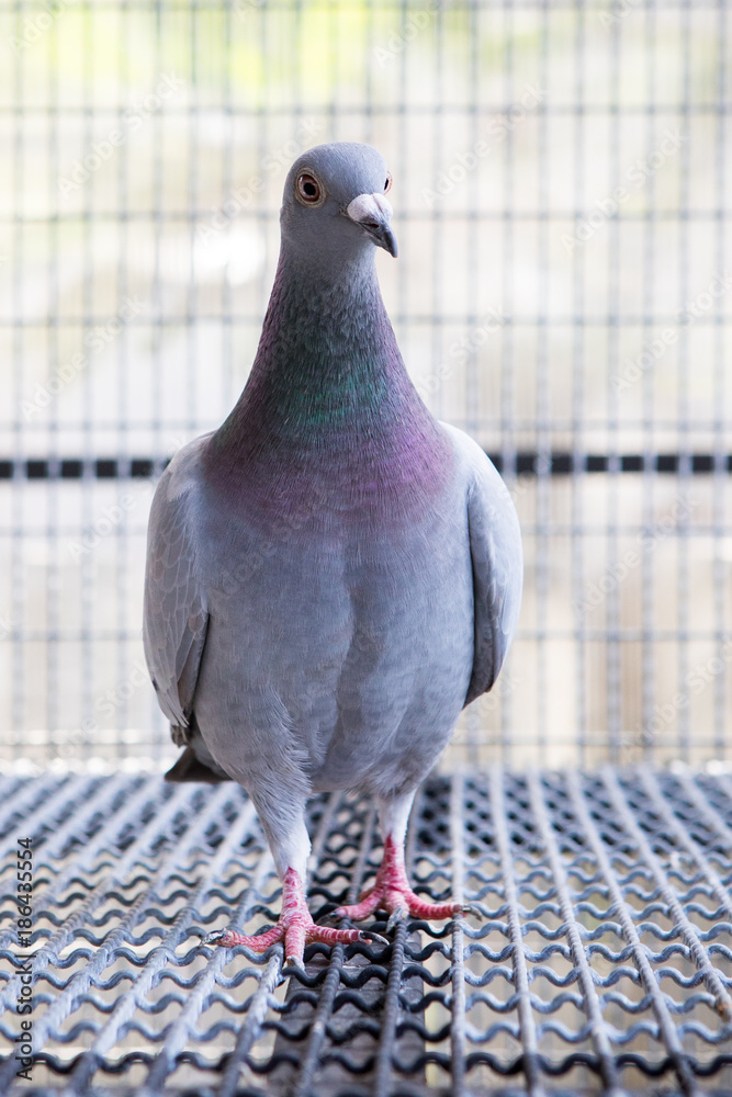 full body of homing pigeon bird in home loft Stock Photo | Adobe Stock