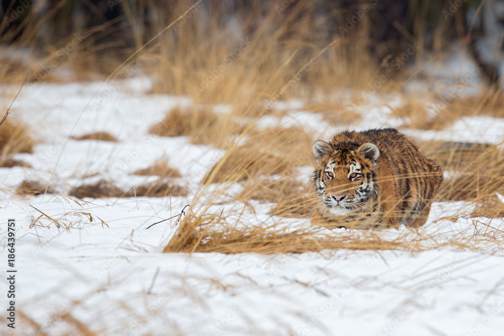 Siberian tiger (Panthera tigris tigris) also called Amur tiger.The ...