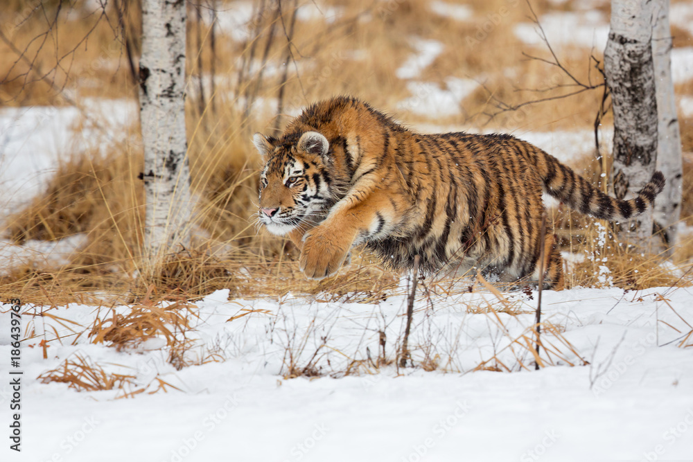 Siberian tiger (Panthera tigris tigris) also called Amur tiger.The ...