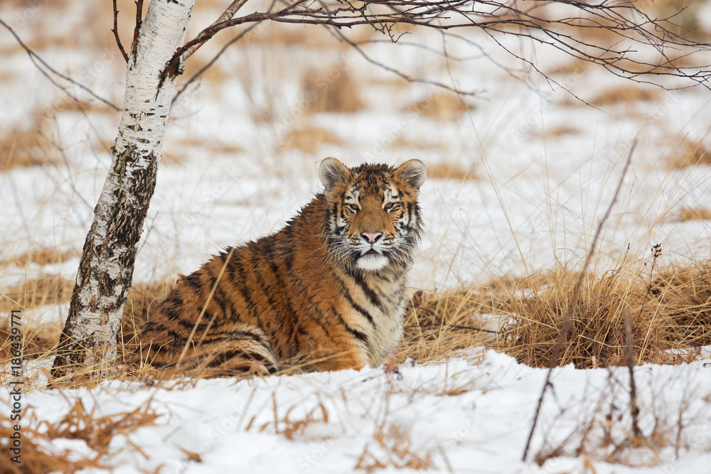 Siberian tiger (Panthera tigris tigris) also called Amur tiger.The ...