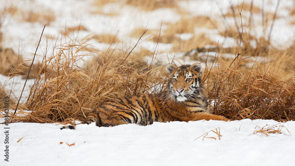 Siberian tiger (Panthera tigris tigris) also called Amur tiger.The ...