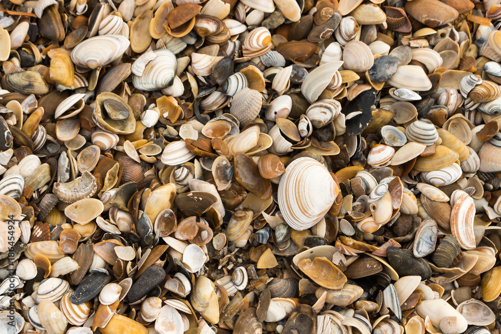 seashells on the beach in northern Holland, lying in the beach sand ...