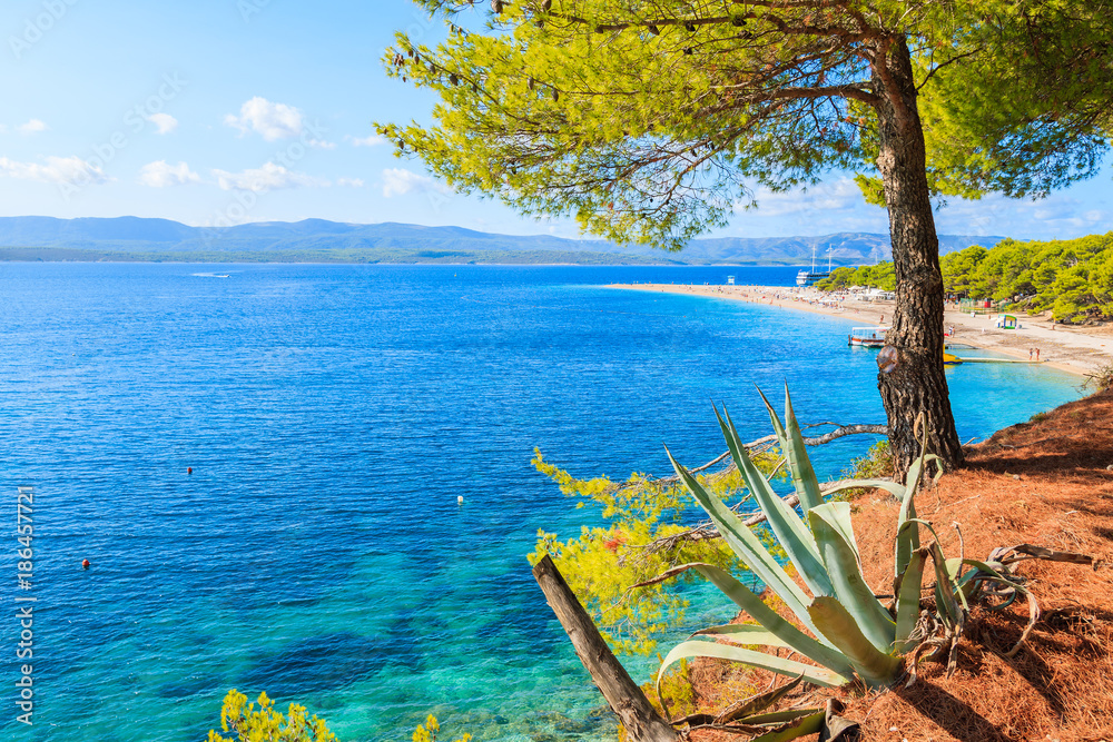 Pine tree and agave plants on sea coast with view of famous Zlatni Rat ...